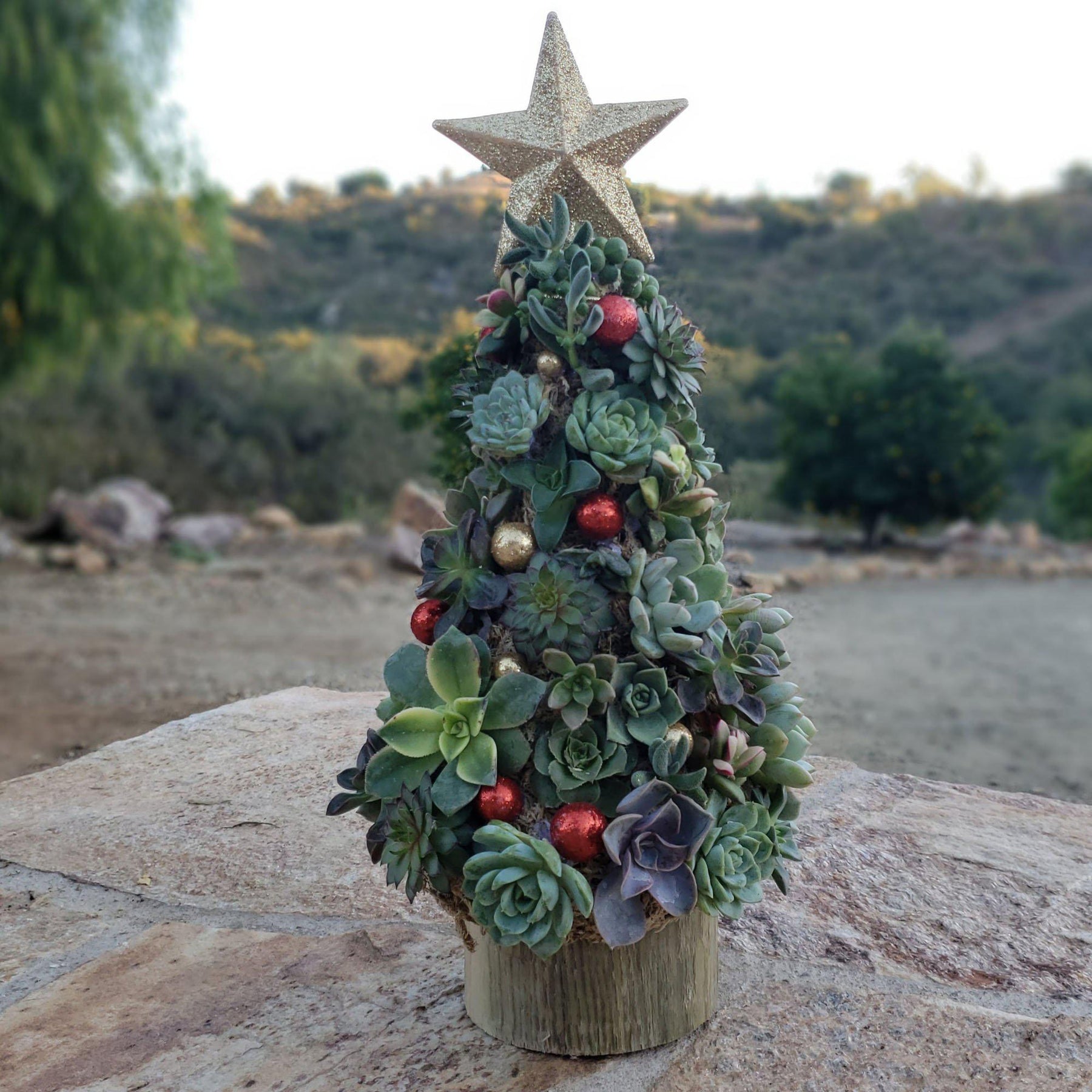 DIY Christmas Tree Succulent Kit Winter Holiday Decor