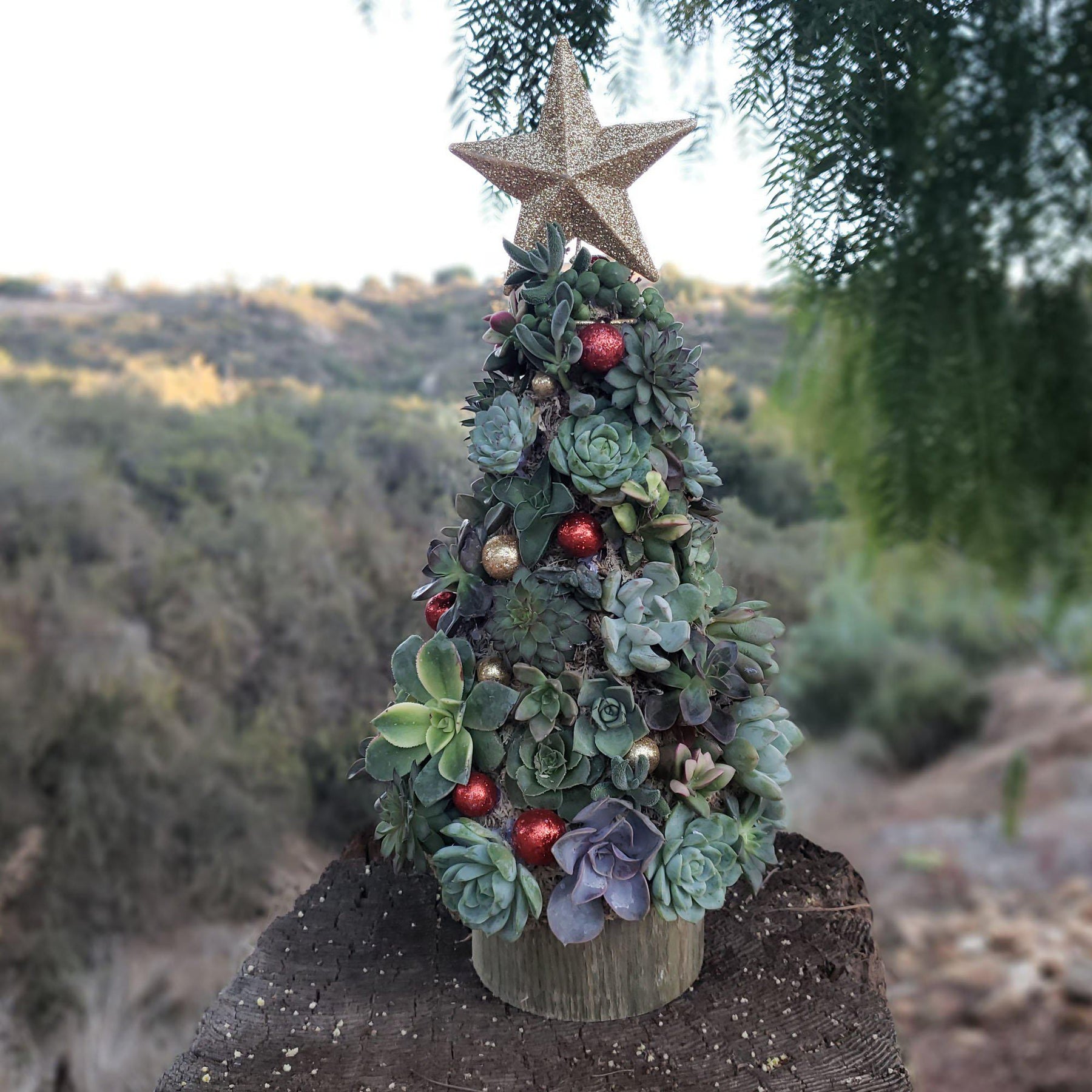 DIY Christmas Tree Succulent Kit Winter Holiday Decor