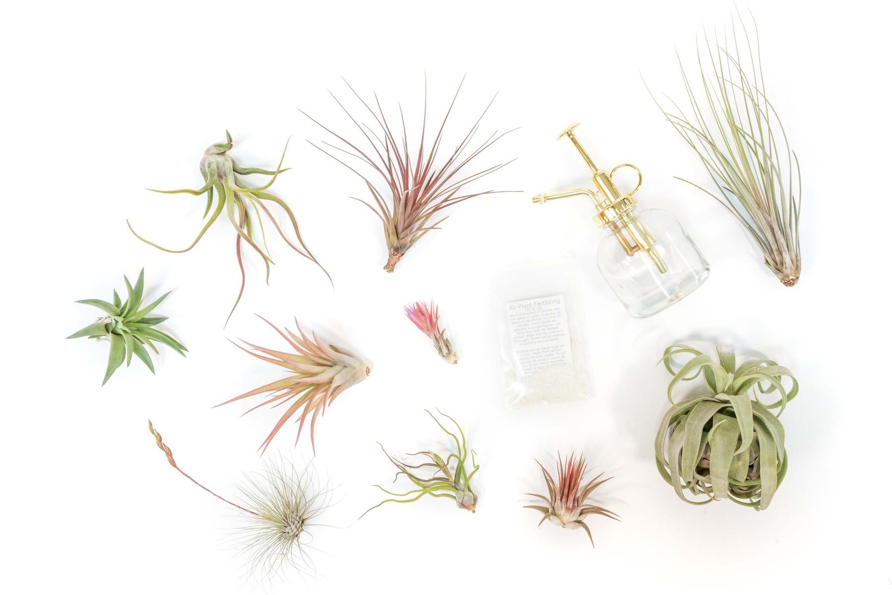 Tillandsia Air Plant Grab Bag of 10 Small & Medium Plants, Fertilizer