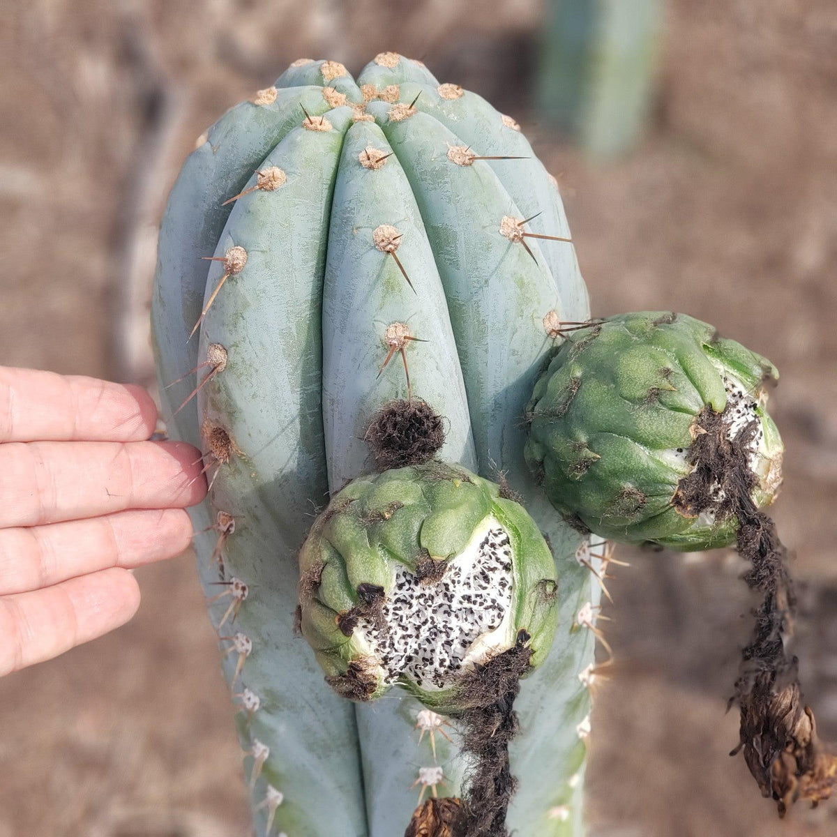 Bridgesii Trichocereus Cactus