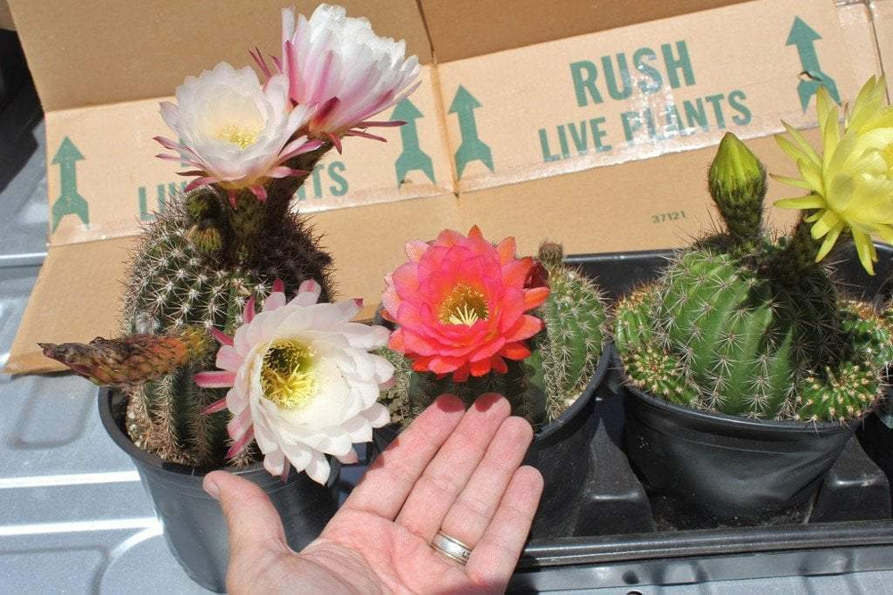 Trichocereus Grandiflorus Hybrid colored flower Cactus