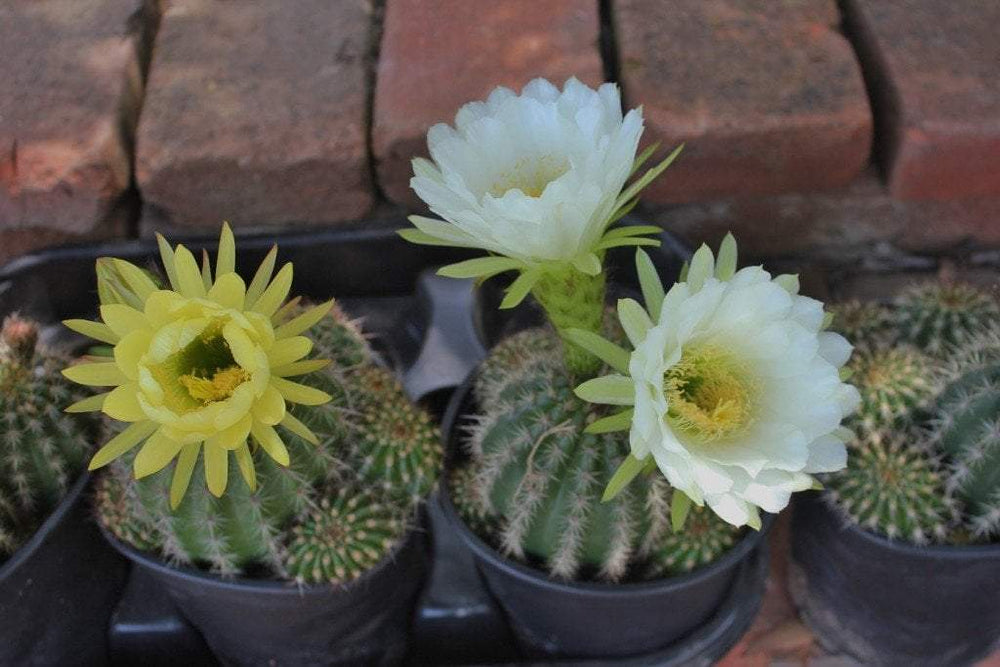 Trichocereus Grandiflorus Hybrid colored flower Cactus