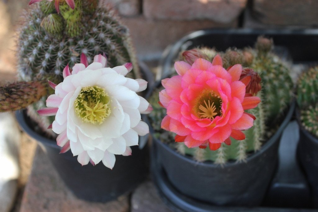 Trichocereus Grandiflorus Hybrid colored flower Cactus