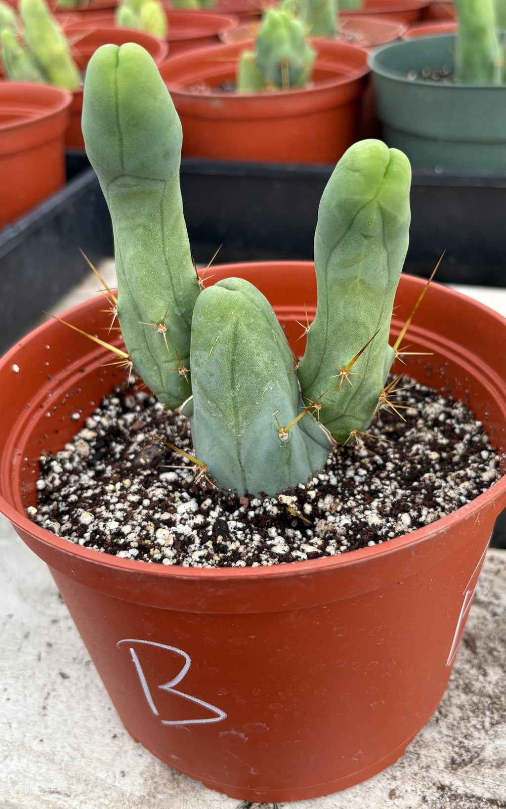 Penis Cactus
