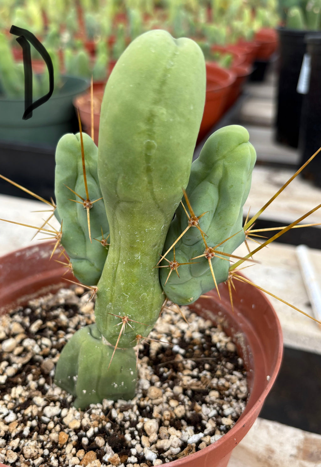 Penis Cactus
