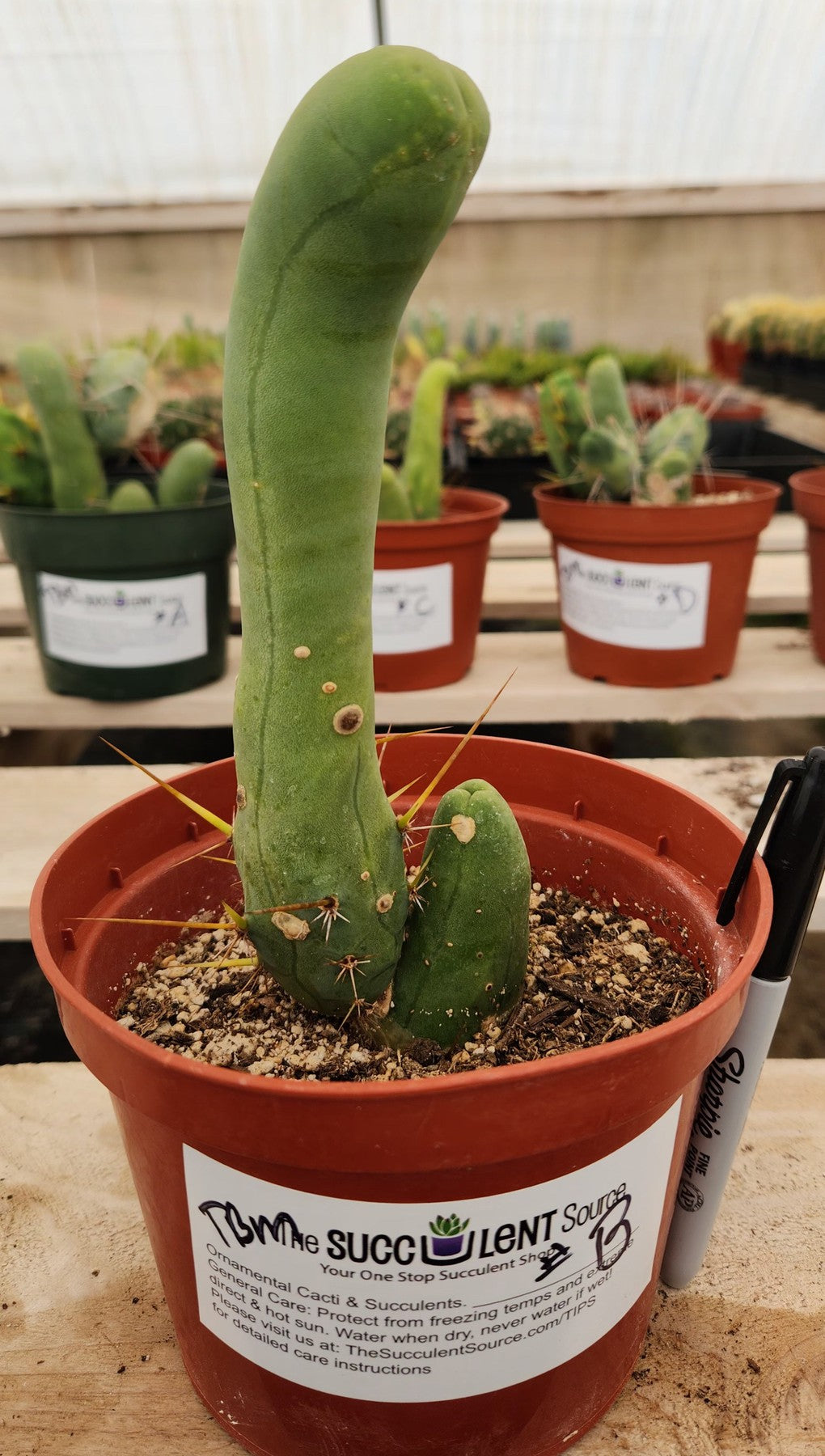 Trichocereus bridgesii forma monstrose TBM inermis aka Ornamental Penis ...