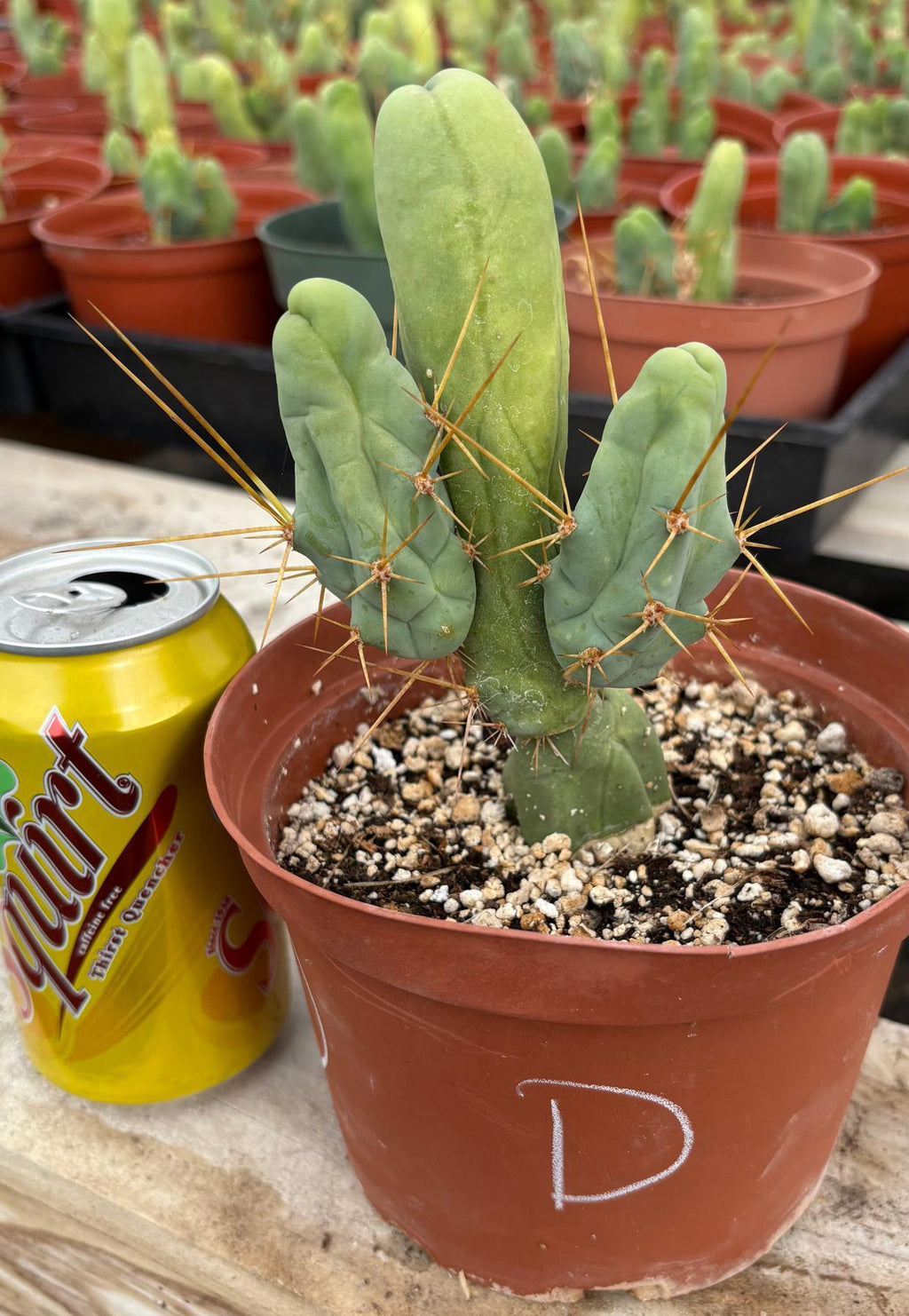 Penis Cactus