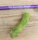 Trichocereus bridgesii forma monstrose TBM inermis aka Ornamental Penis ...