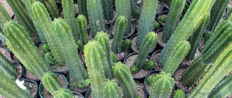 Succulent Wedding Favors, Succulent Wholesale, Corporate Gifts