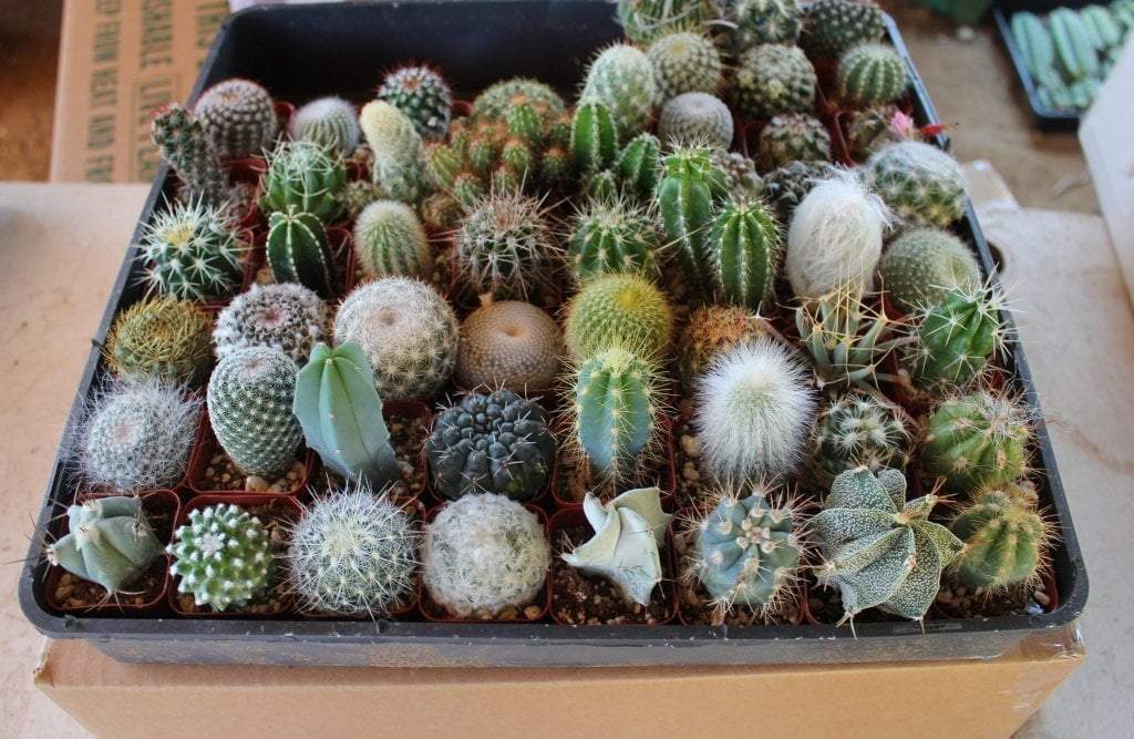 mini cactus pots