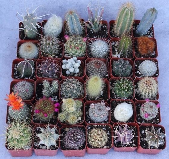 mini cactus types