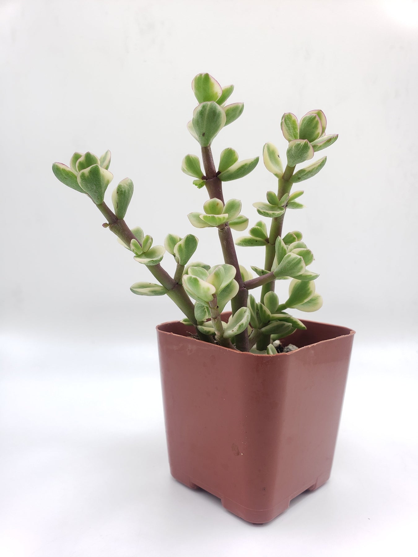 #7 Variegated Elephants Bush Succulent Plant