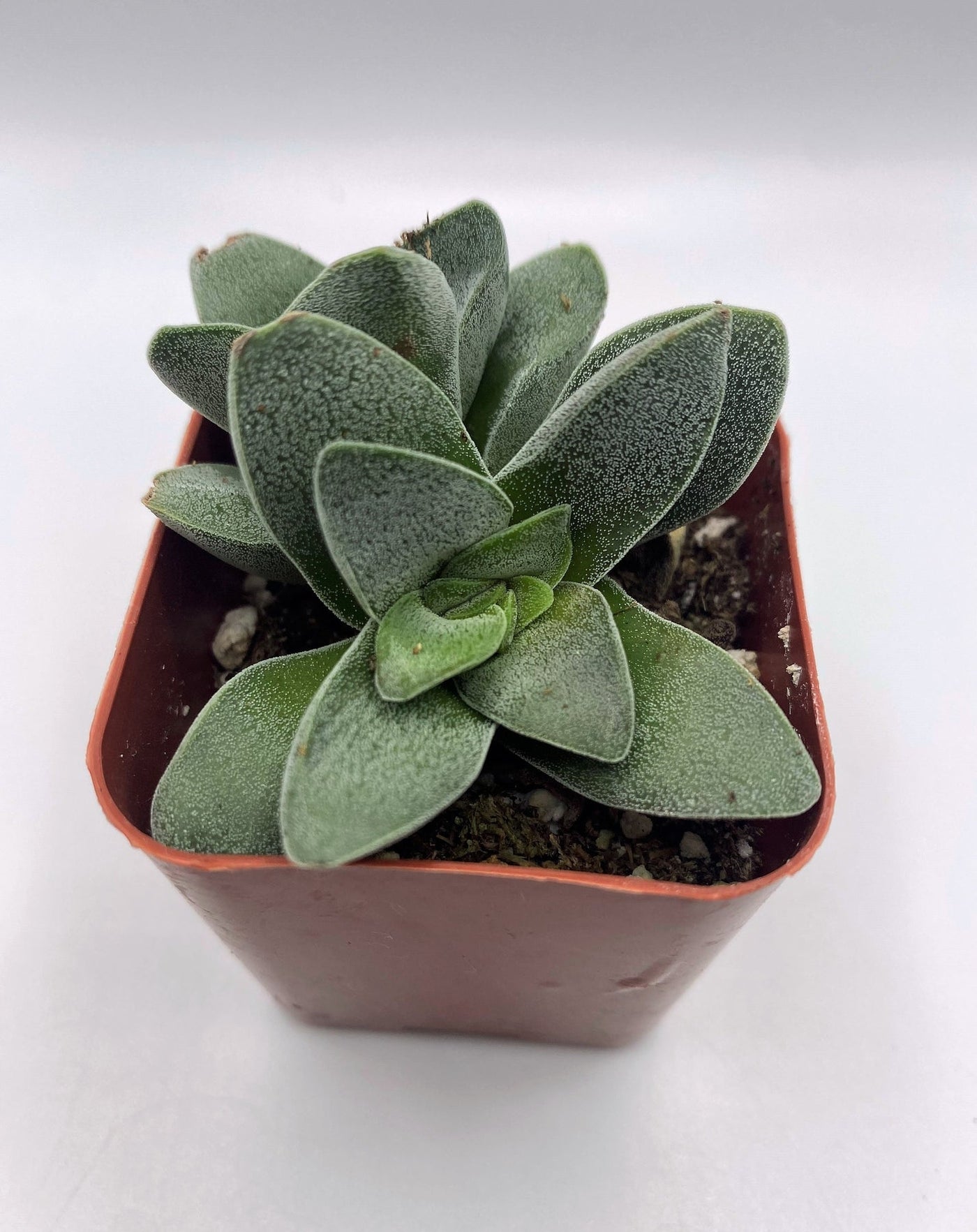 Specific Type of 2" Succulents
