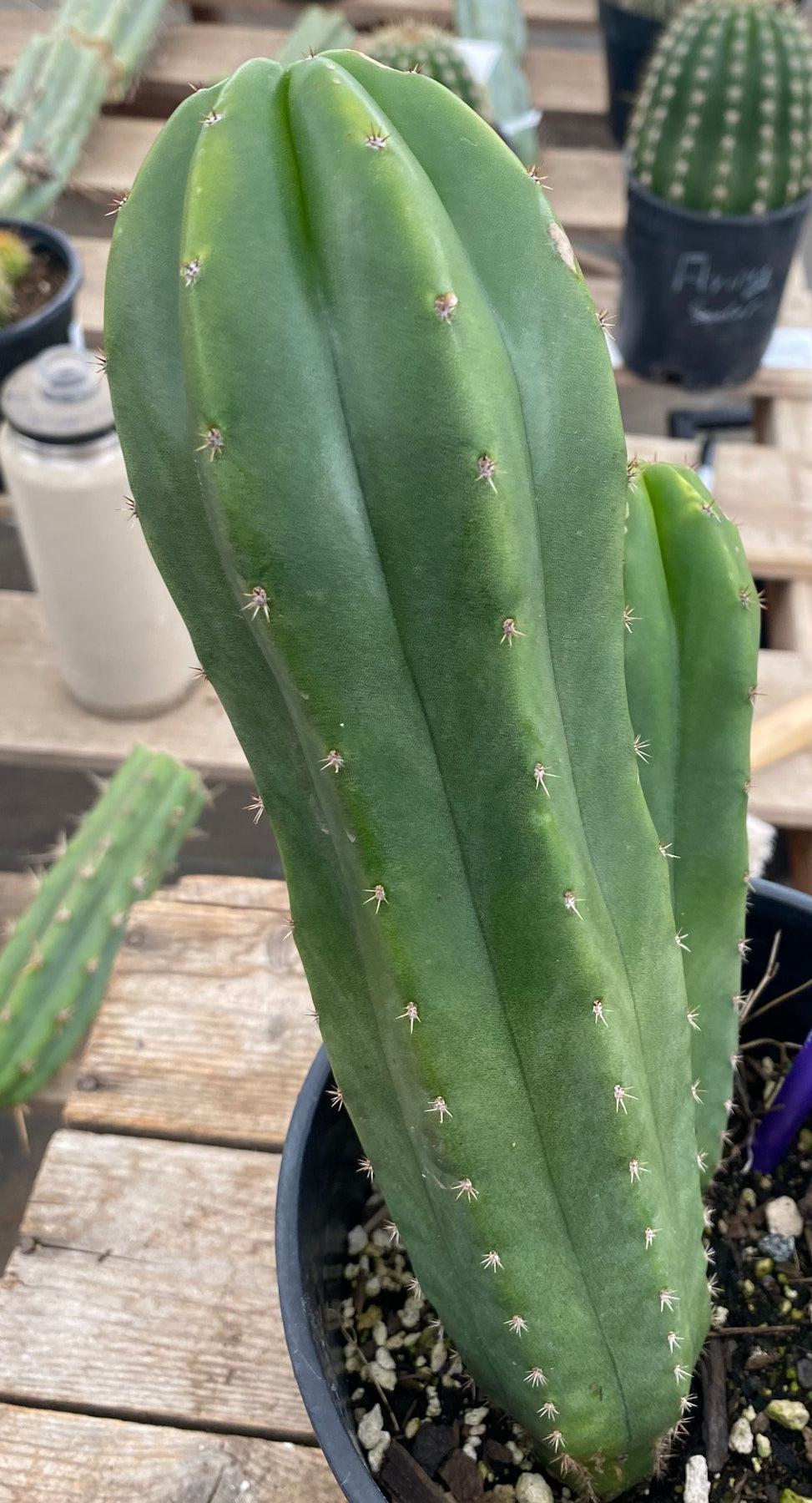 #EC115 EXACT Trichocereus Hybrid Malo4 X Huarazensis Cactus 10.5, 7" - Wedding Succulent Favors ...