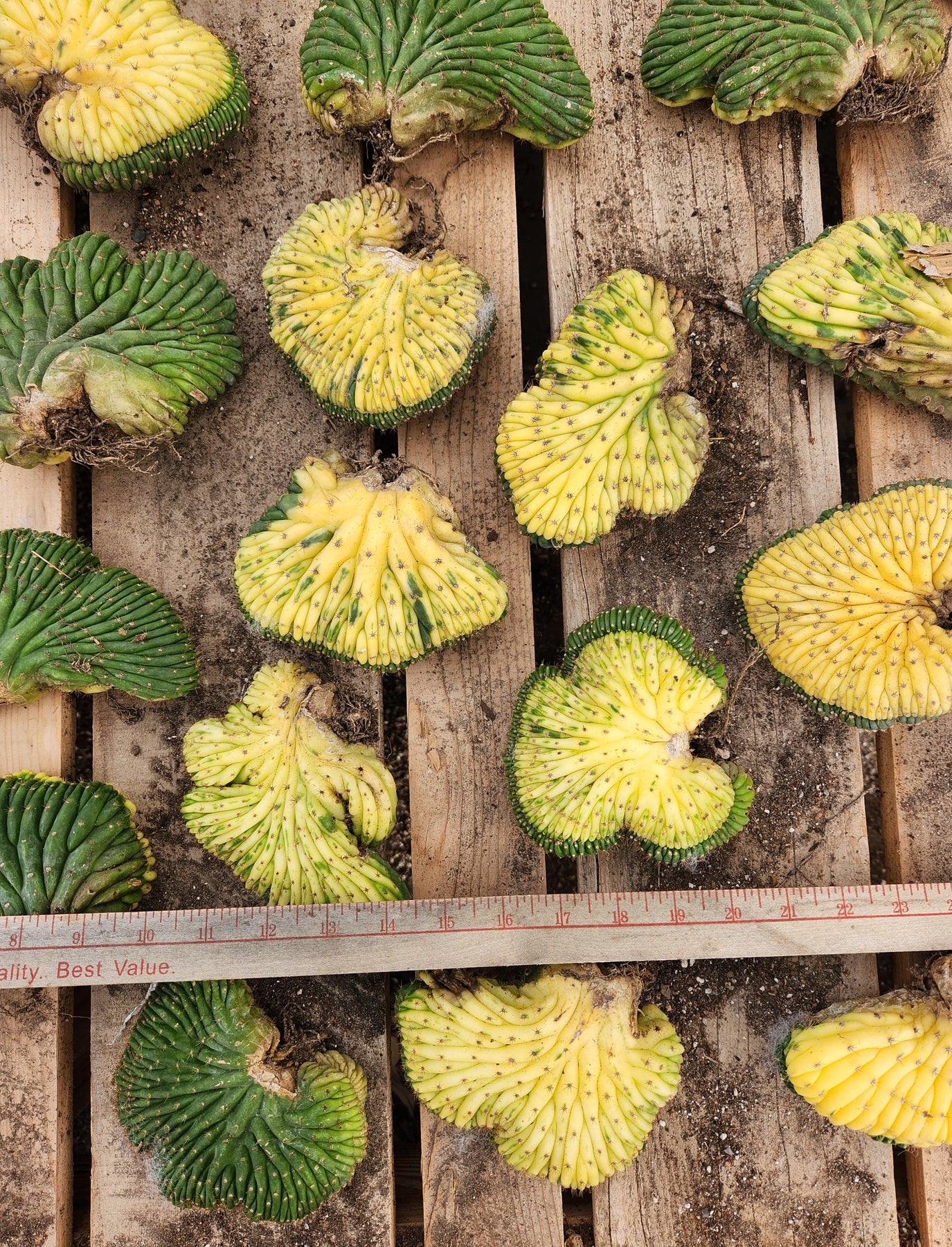 San Pedro Cactus for Sale Trichocereus - #EC260 EXACT Trichocereus ...