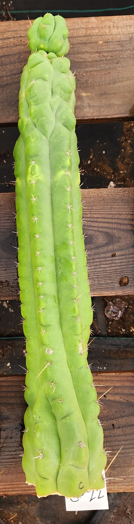 #EC267 EXACT Trichocereus Pachanoi Monstrose TPM Cactus Cuttings ...