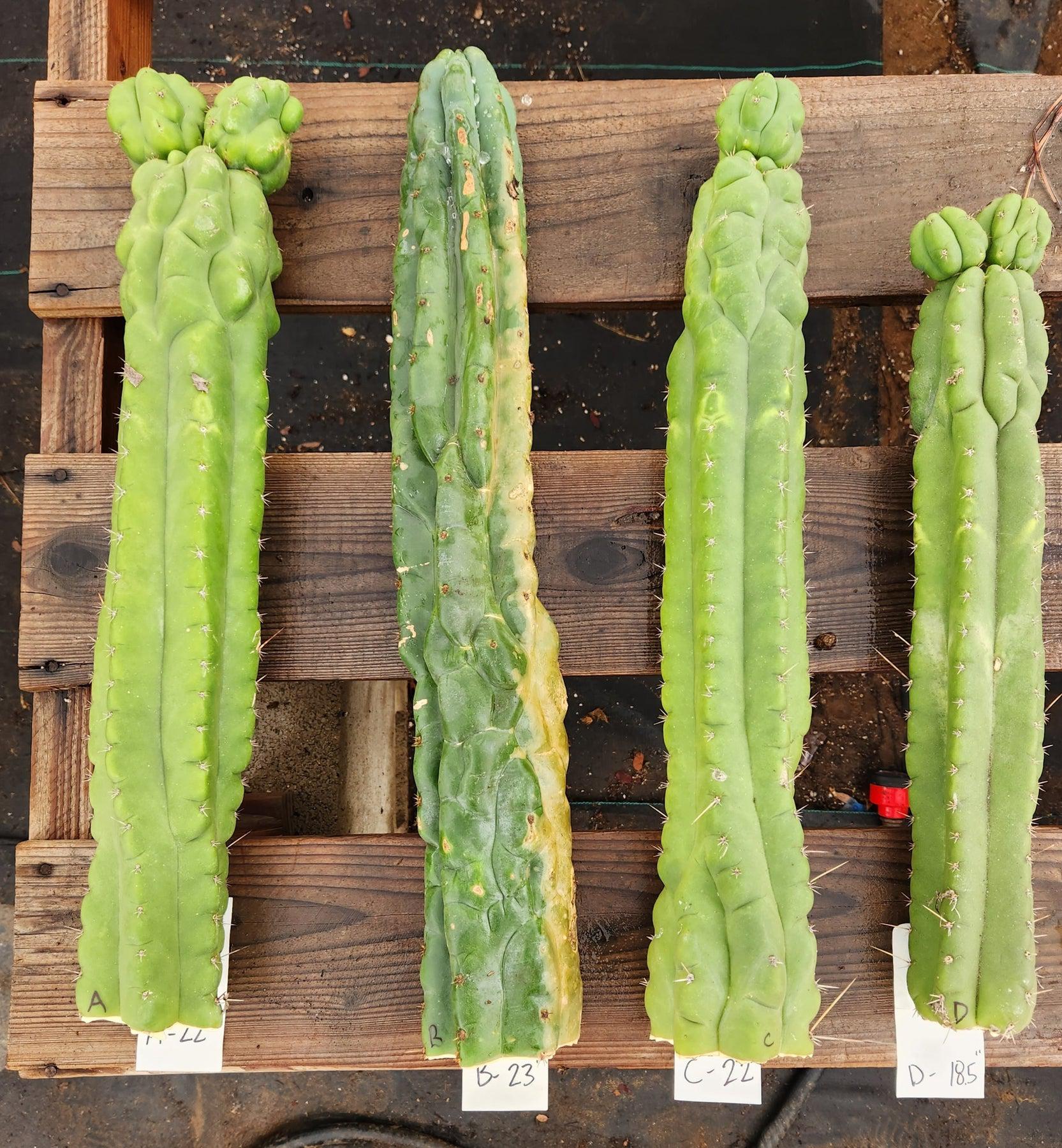 San Pedro Cactus for Sale Trichocereus - #EC267 EXACT Trichocereus ...