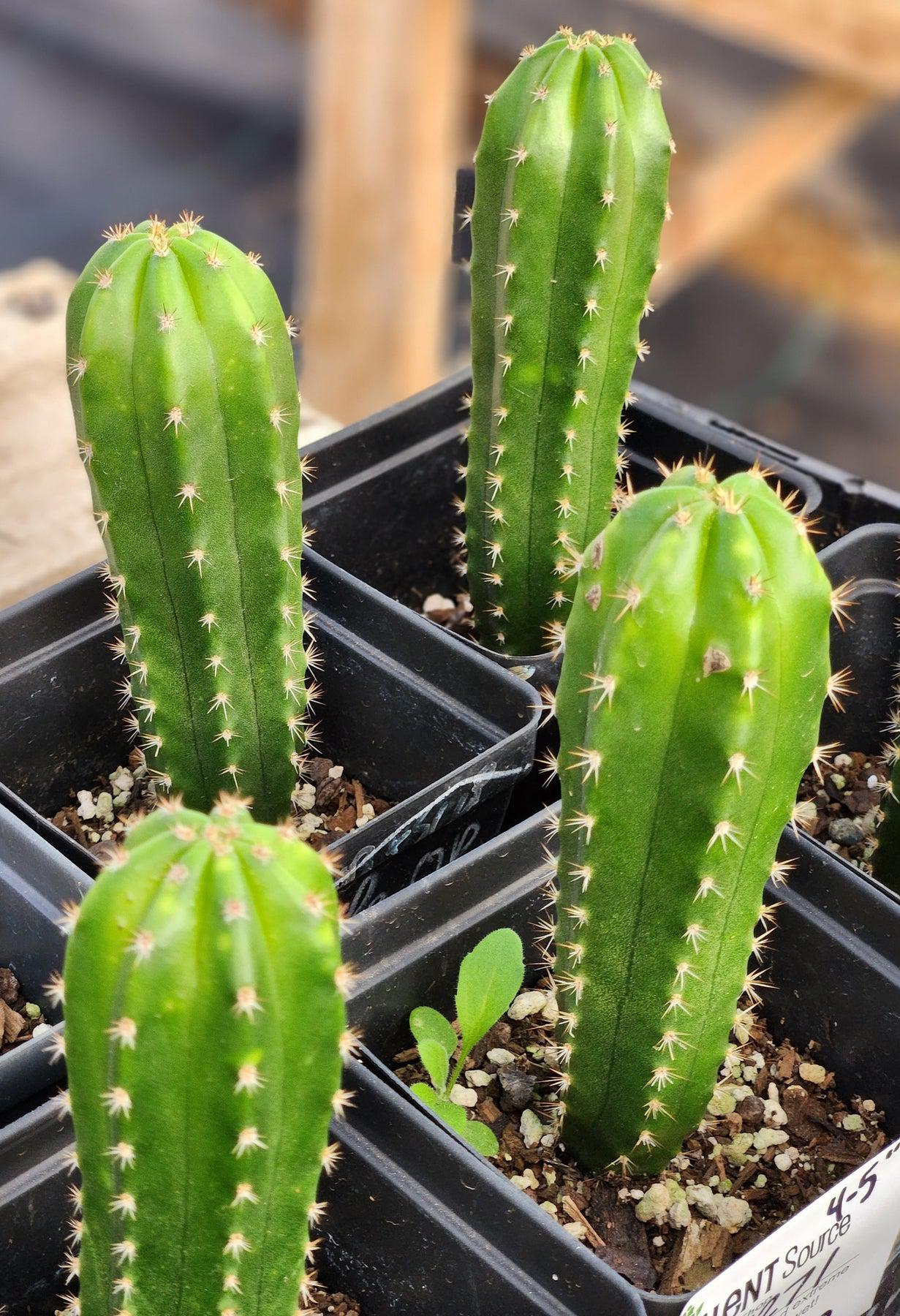 #EC271 EXACT Trichocereus Hybrid Scopulicola OP Cactus 4-5" - Wedding ...