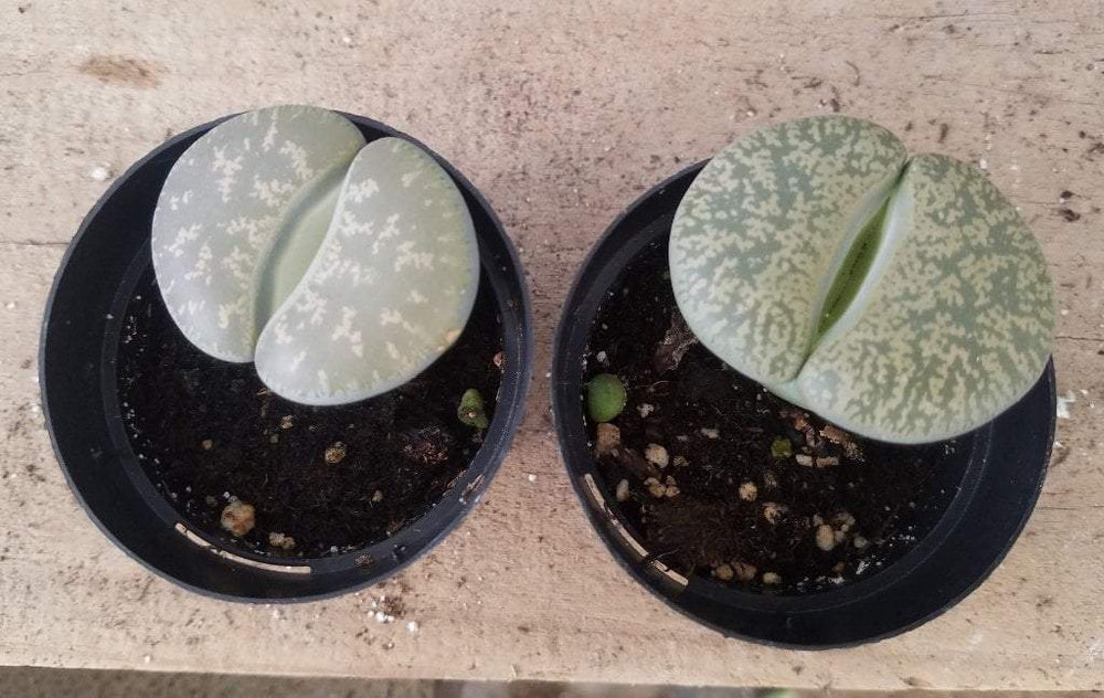 Lithops Mesembs & Mimicry Succulents