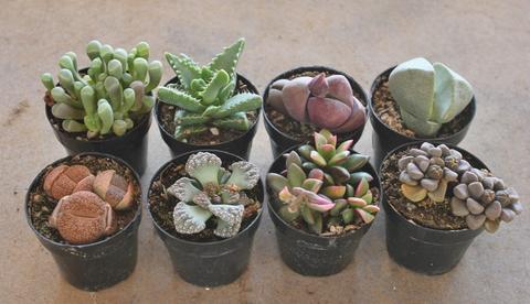 Lithops Mesembs & Mimicry Succulents - Wedding Succulent Favors for ...