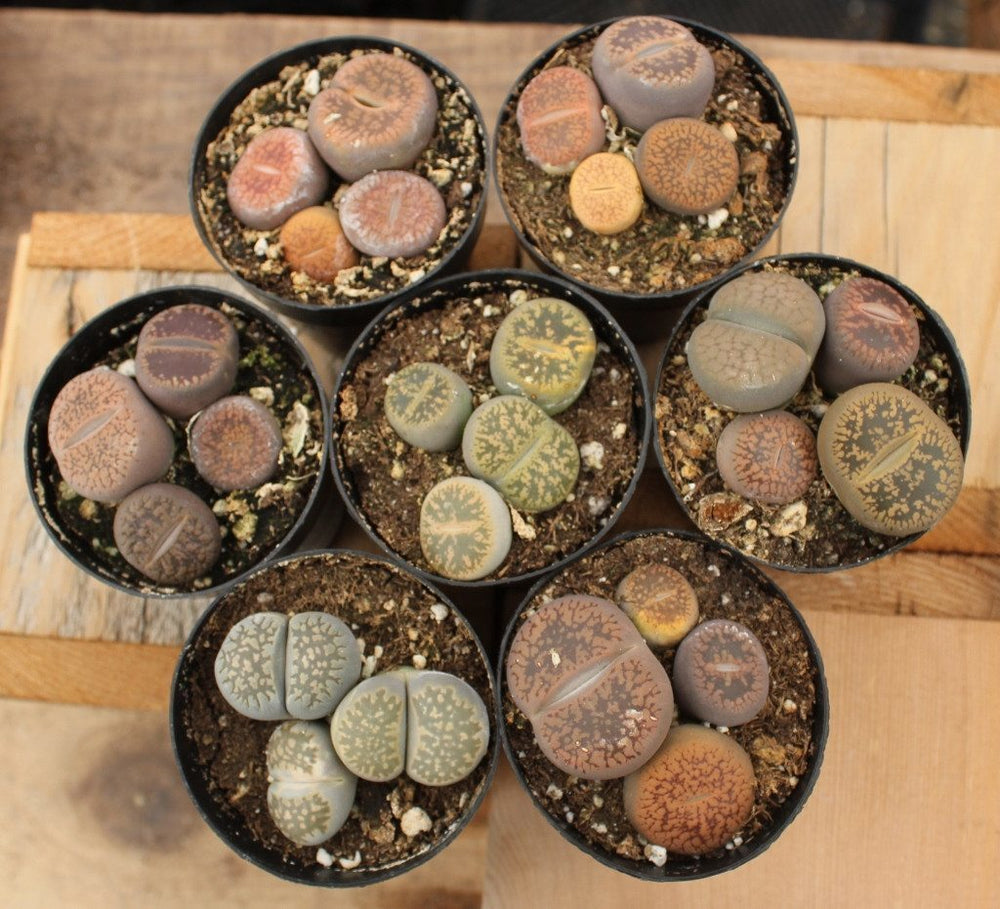 Lithops Mesembs & Mimicry Succulents
