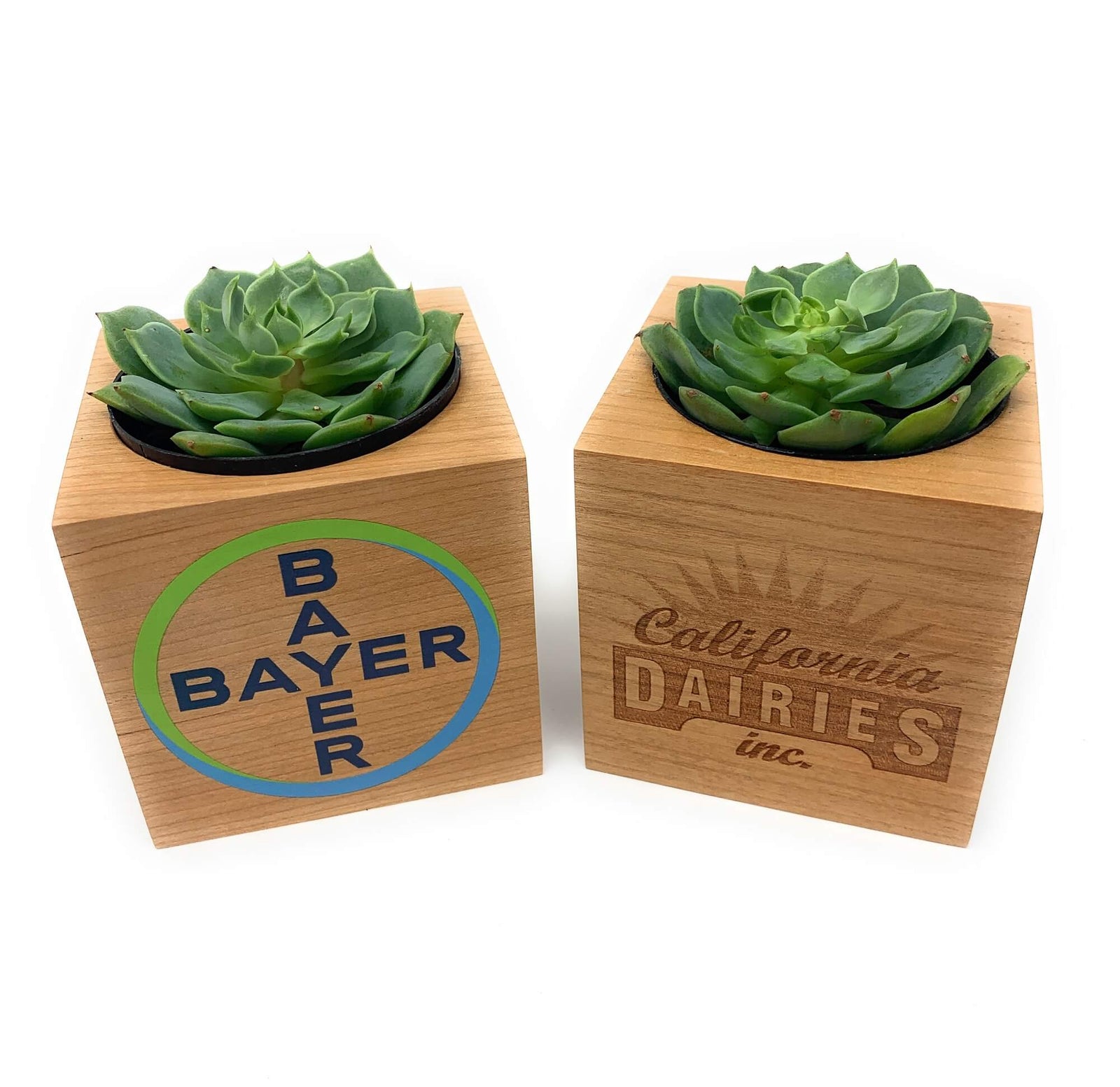 One Branded Wood Cube - Wedding Succulent Favors for Sale Bulk Succulents