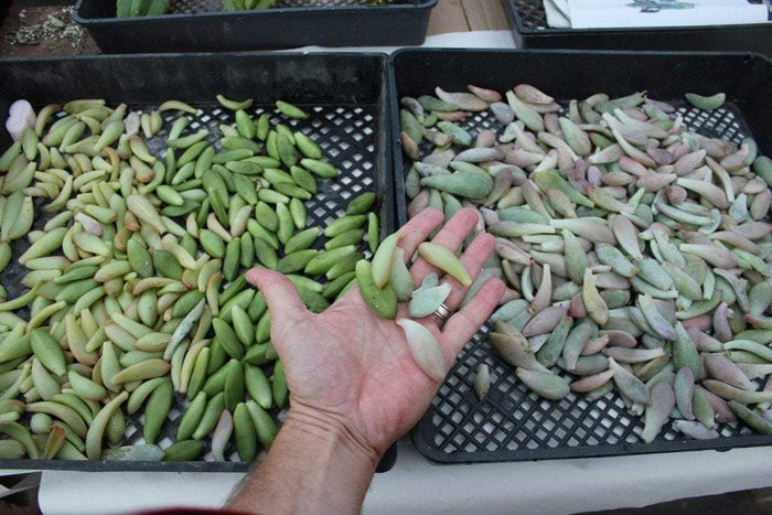 Succulent Rosette Leaf Starters