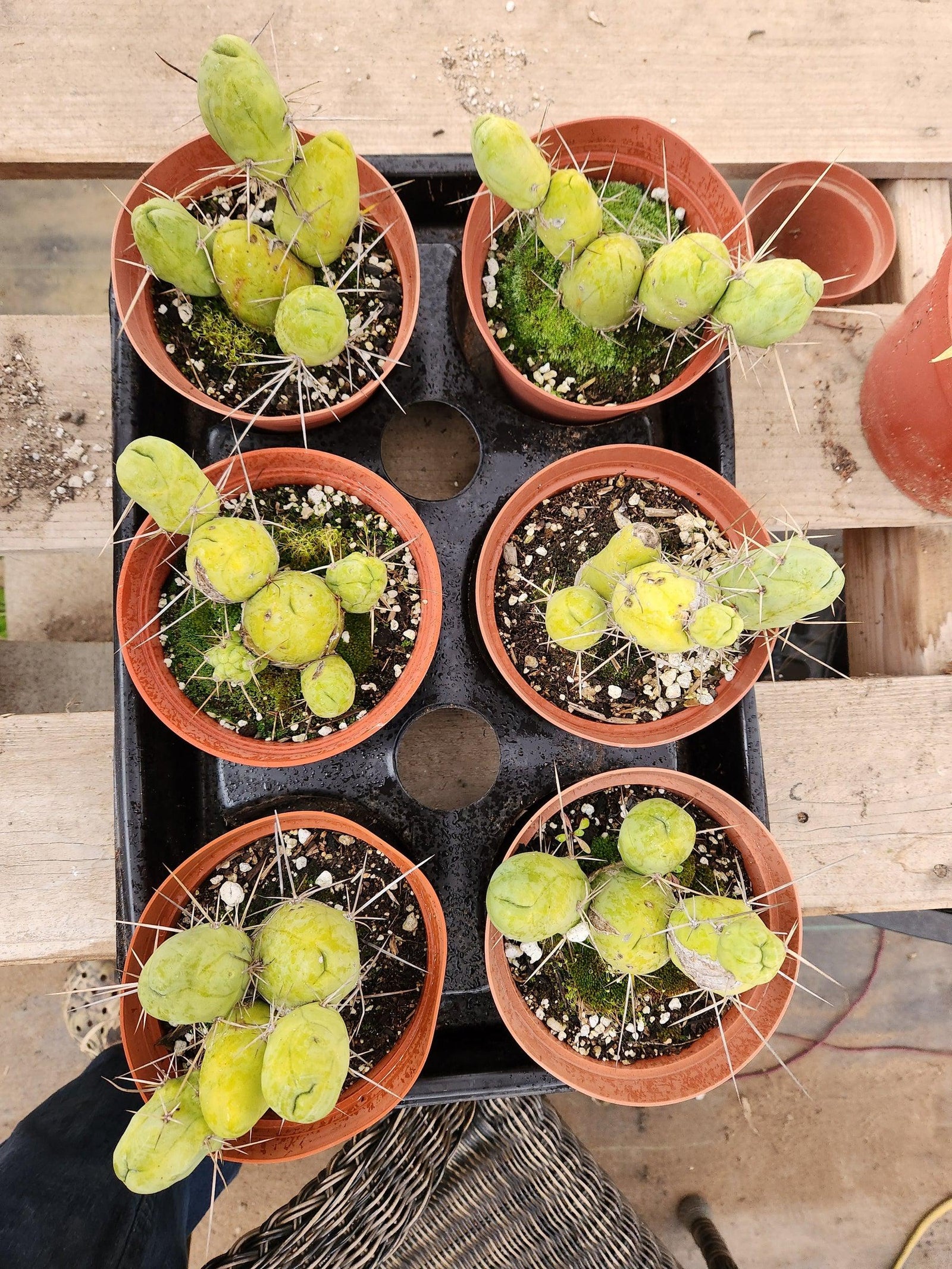 Trichocereus bridgesii forma monstrose TBM inermis aka Ornamental Penis ...